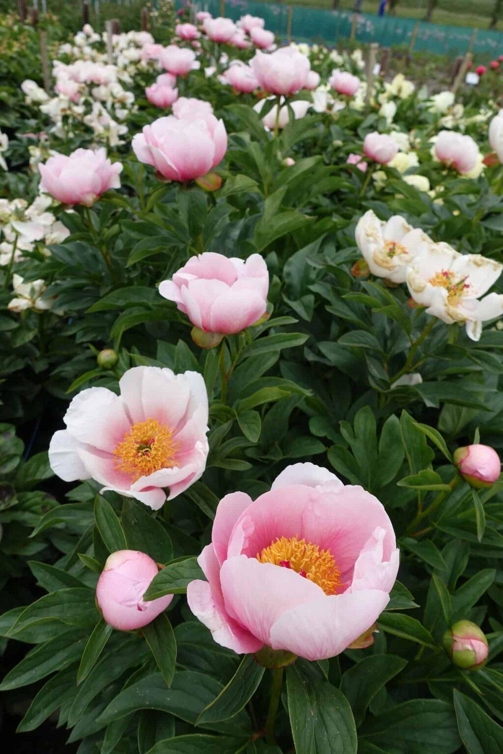 Peony Soft Salmon Saucer (Early) - Green Works - Specialist in Peonies