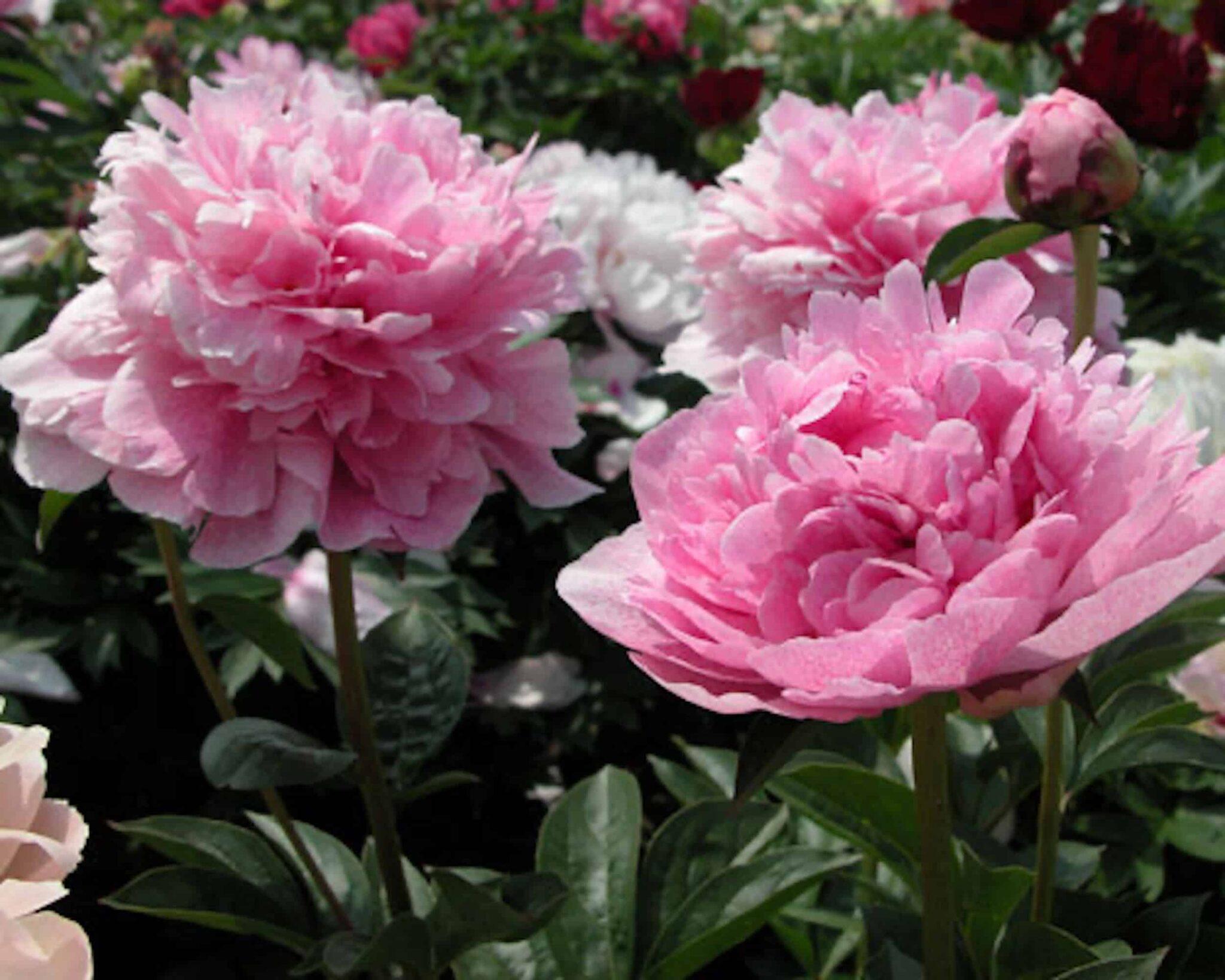 Peony The Fawn (Mid.) - Green Works - Specialist in Peonies