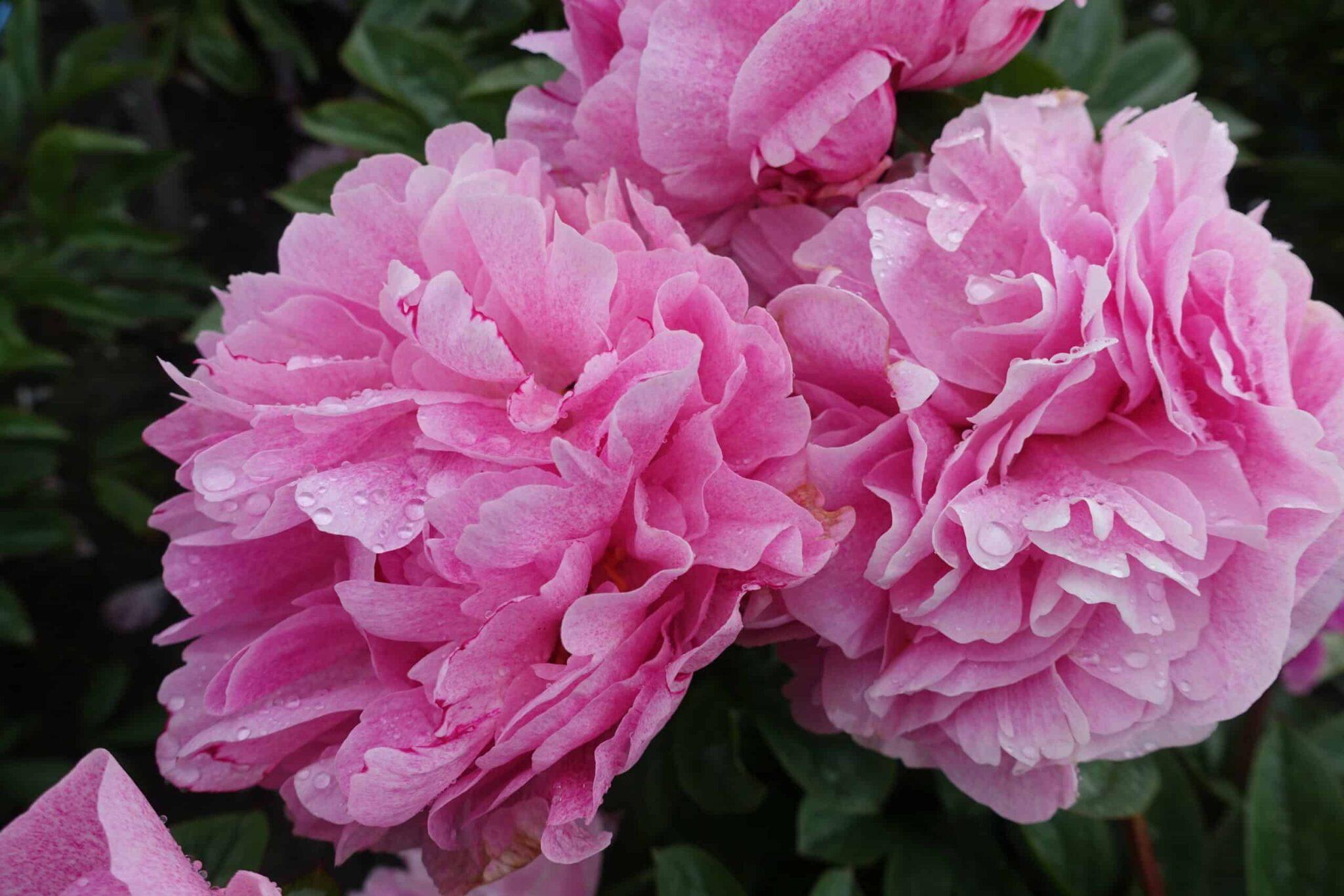 Peony The Fawn (Mid.) - Green Works - Specialist in Peonies