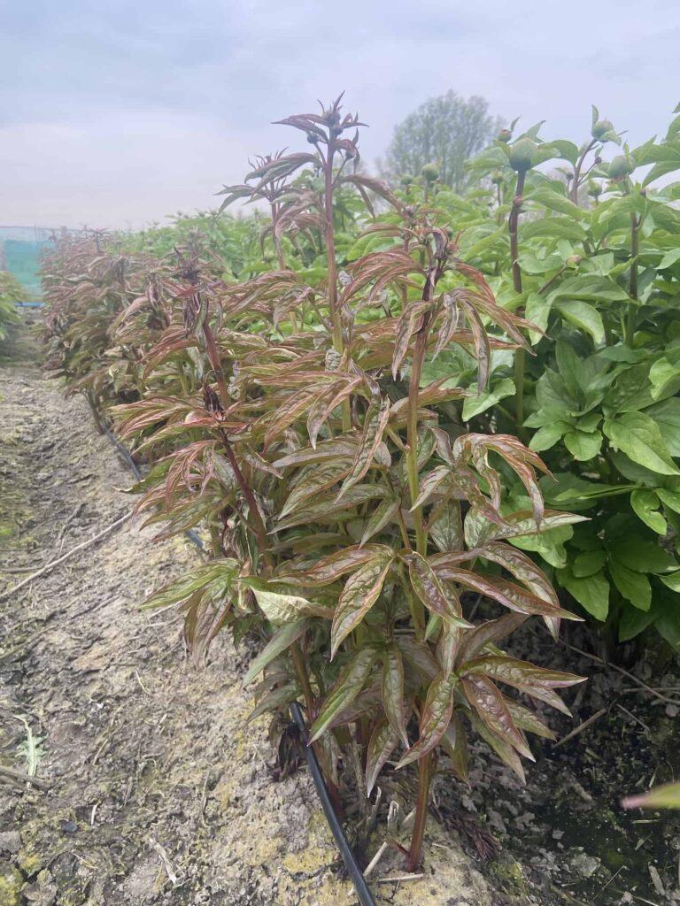 Peony King's Day (Early) - Green Works - Specialist in Peonies