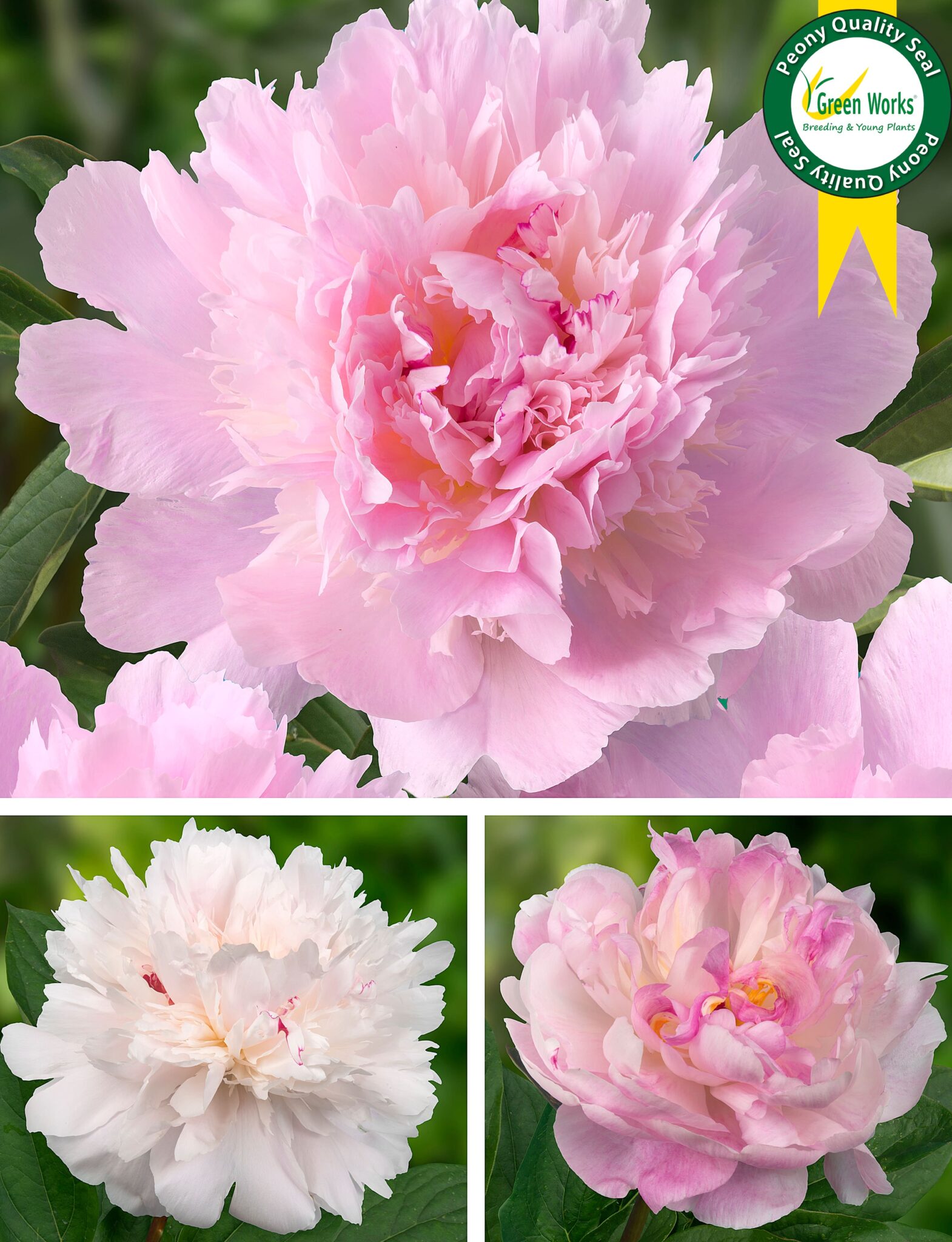 Peony Pecher (Noemie Demay) (Early) - Green Works - Specialist in Peonies