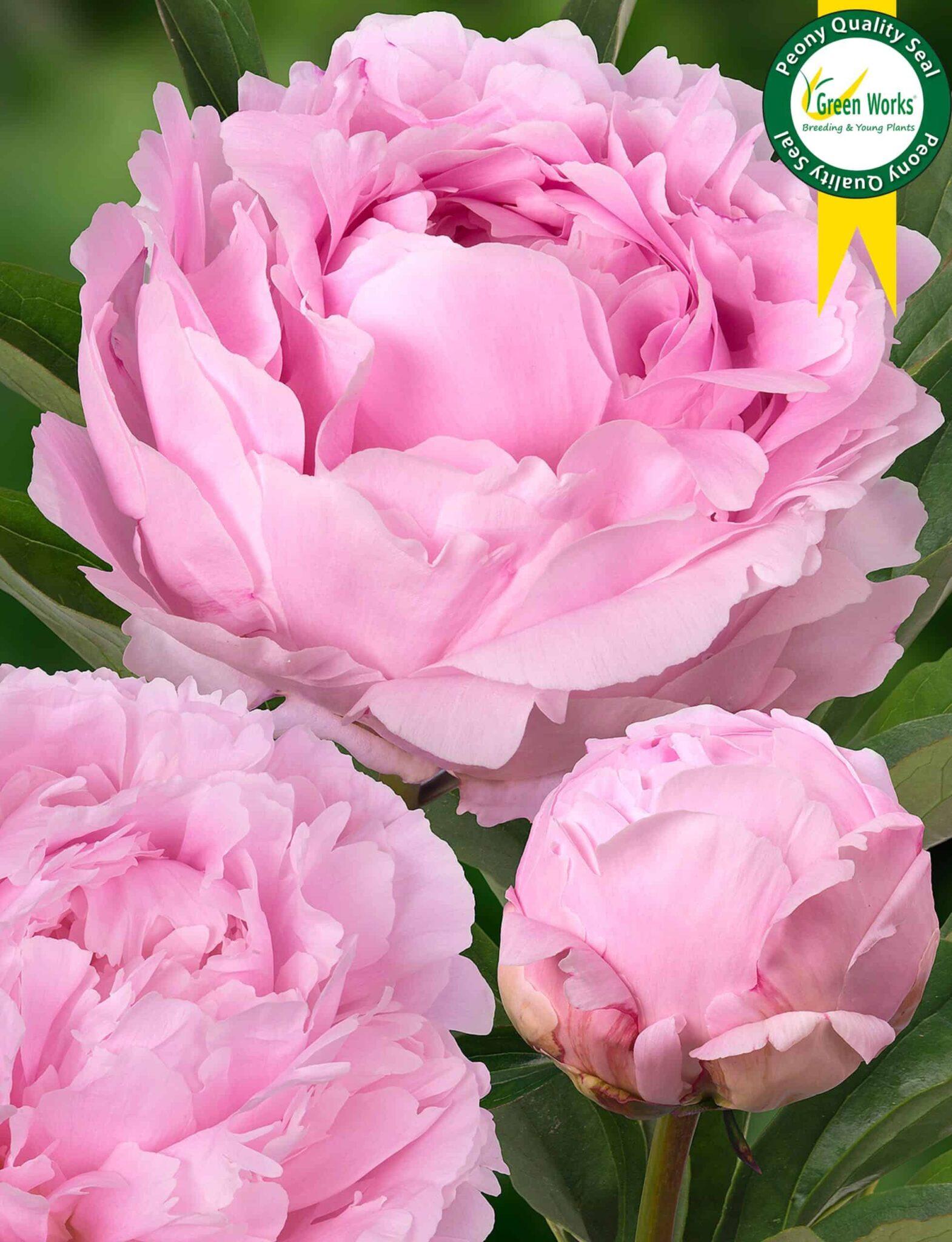 Peony Pillow Talk (Late) - Green Works - Specialist in Peonies