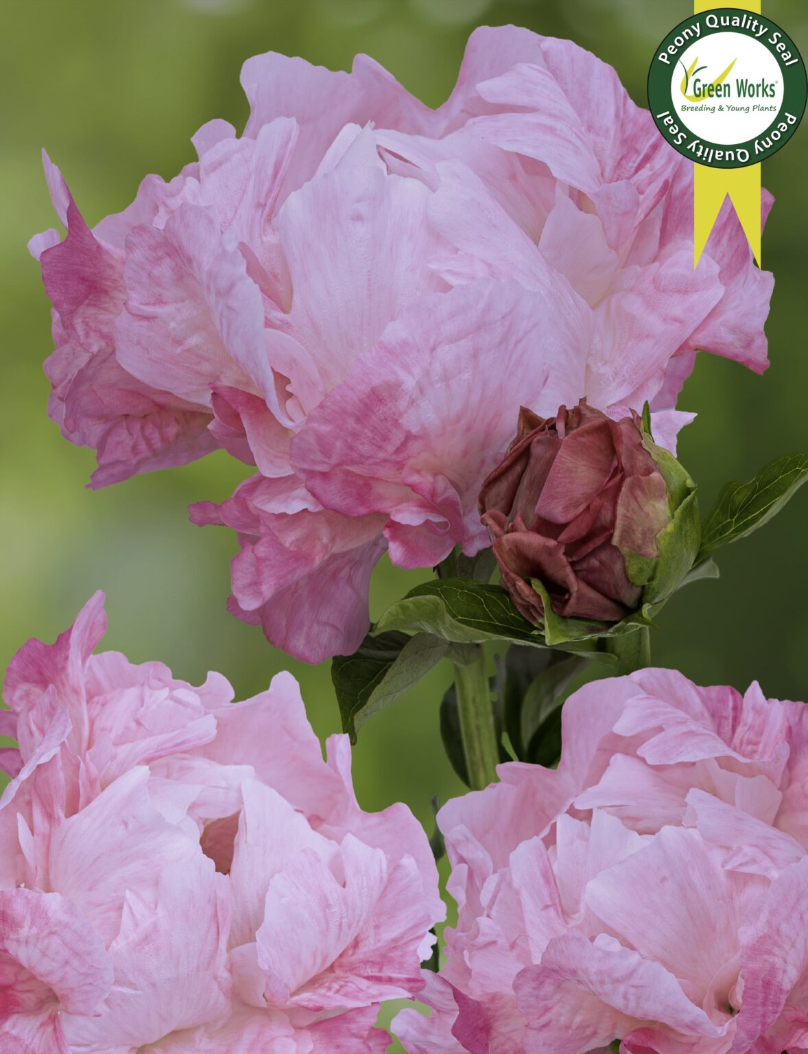 Peony Pink Choice (Early) - Green Works - Specialist in Peonies