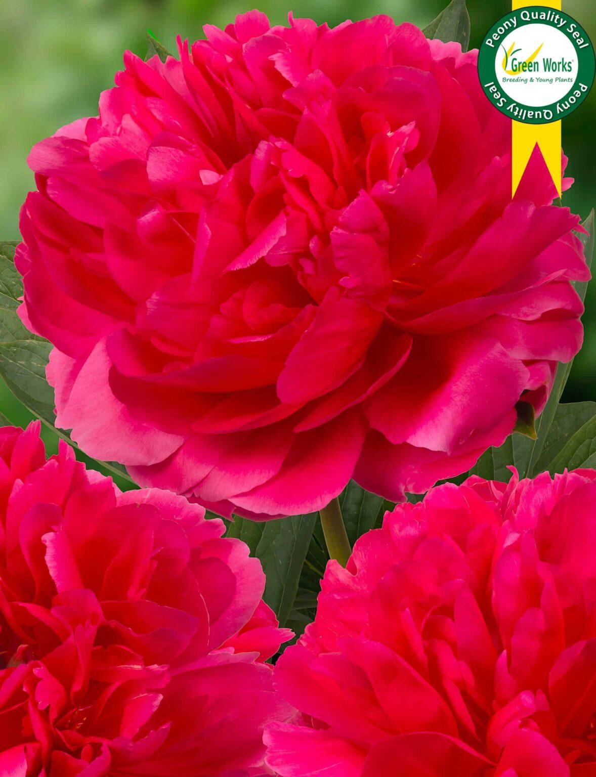 Peony Raspberry Charm (Early - mid.) - Green Works - Specialist in Peonies