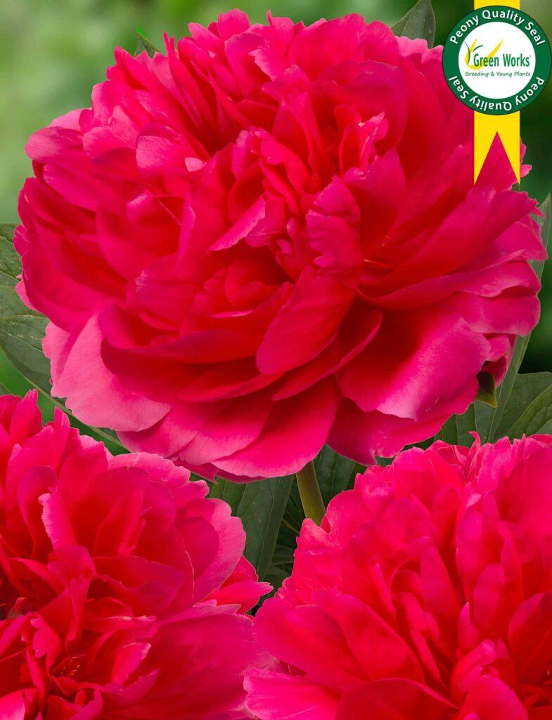 Peony Raspberry Charm (Early - mid.) - Green Works - Specialist in Peonies