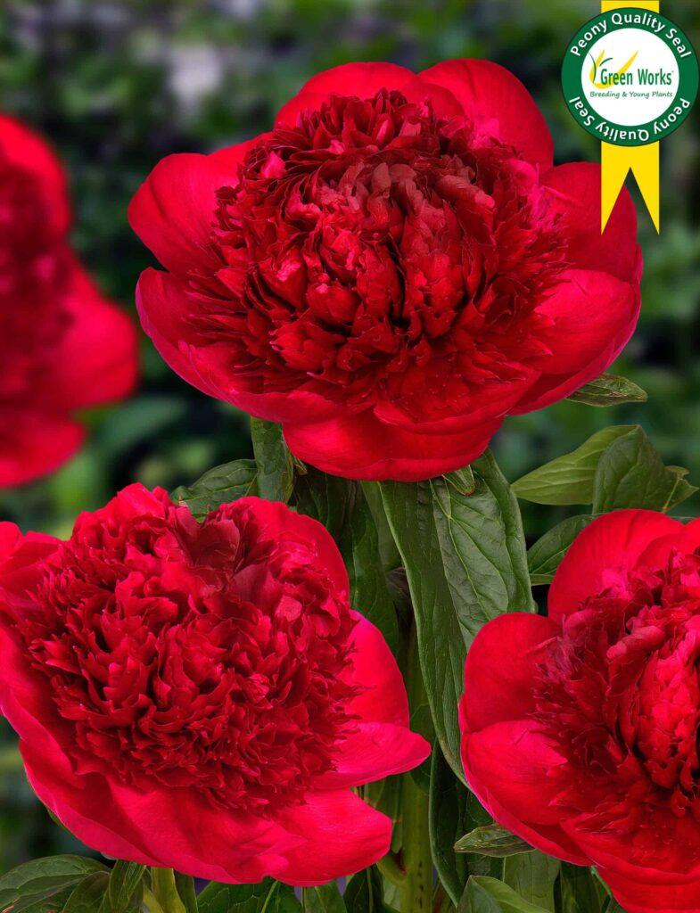 Peony Red Charm (Early) - Green Works - Specialist in Peonies