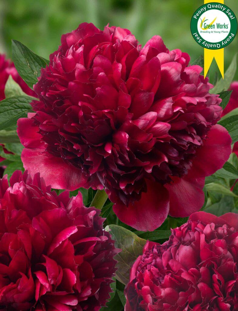Peony Red Grace (Early) - Green Works - Specialist in Peonies