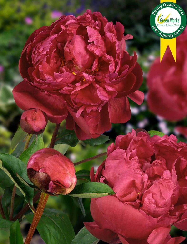 Peony Red Sarah Bernhardt (Mid.) - Green Works - Specialist in Peonies