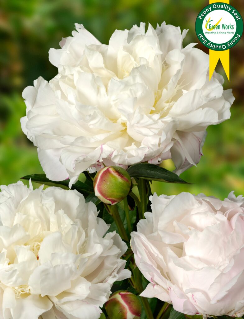 Paeonia - Page 7 of 7 - Green Works - Specialist in Peonies