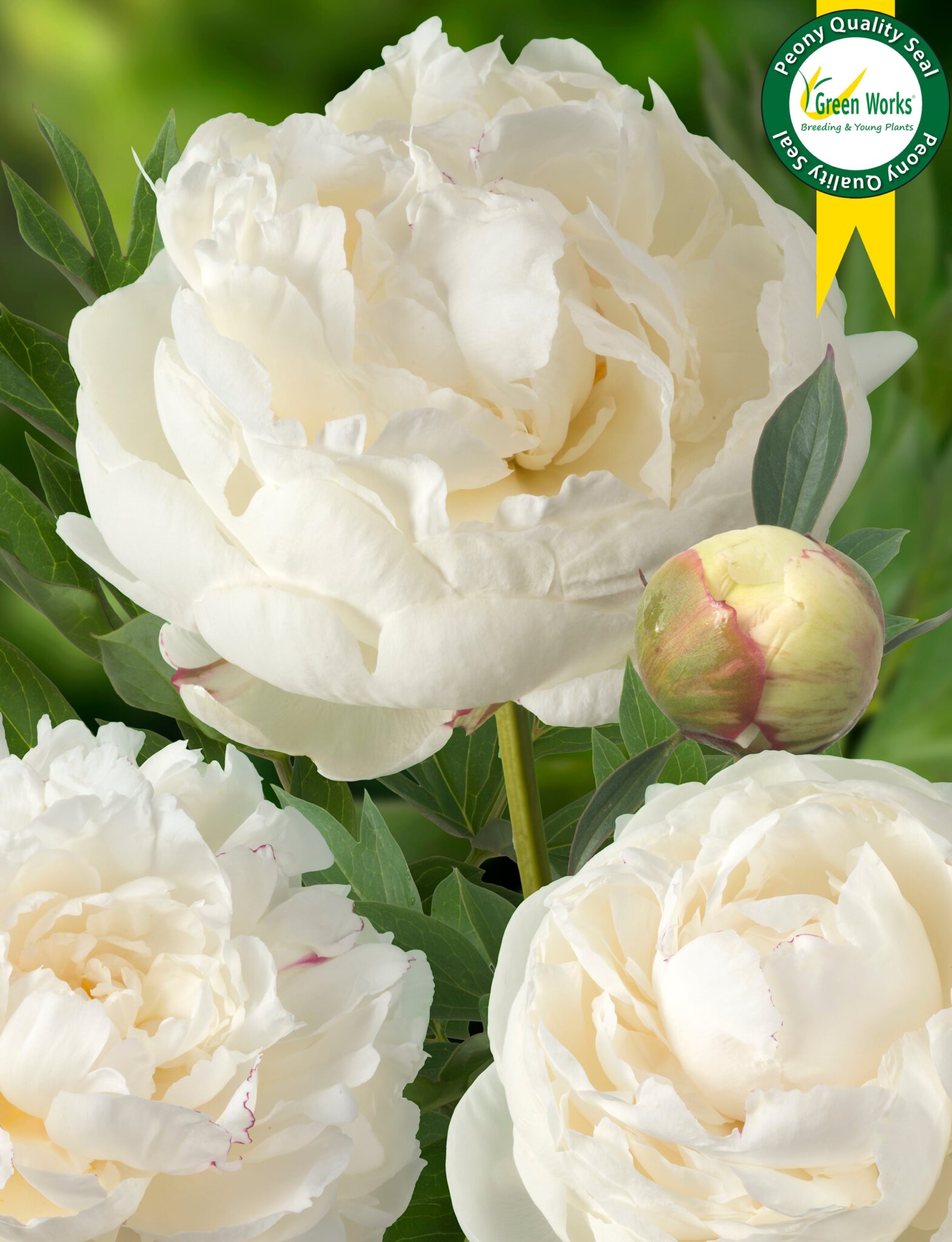 Paeonia - Page 7 of 7 - Green Works - Specialist in Peonies
