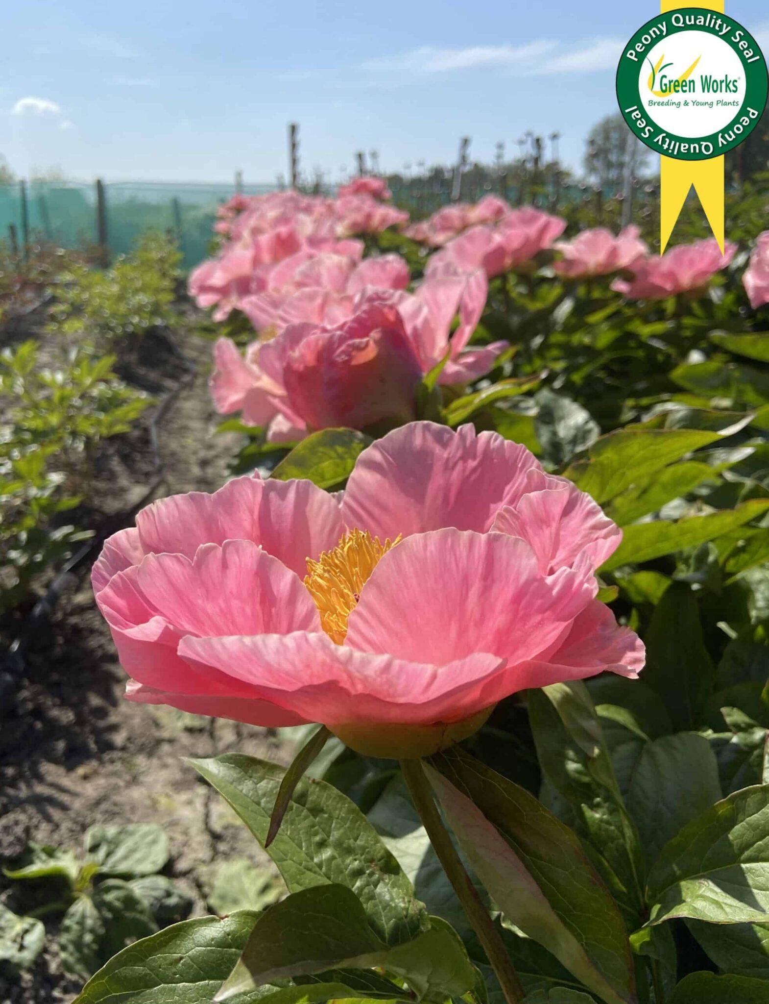 Peony King's Day (Early) - Green Works - Specialist in Peonies