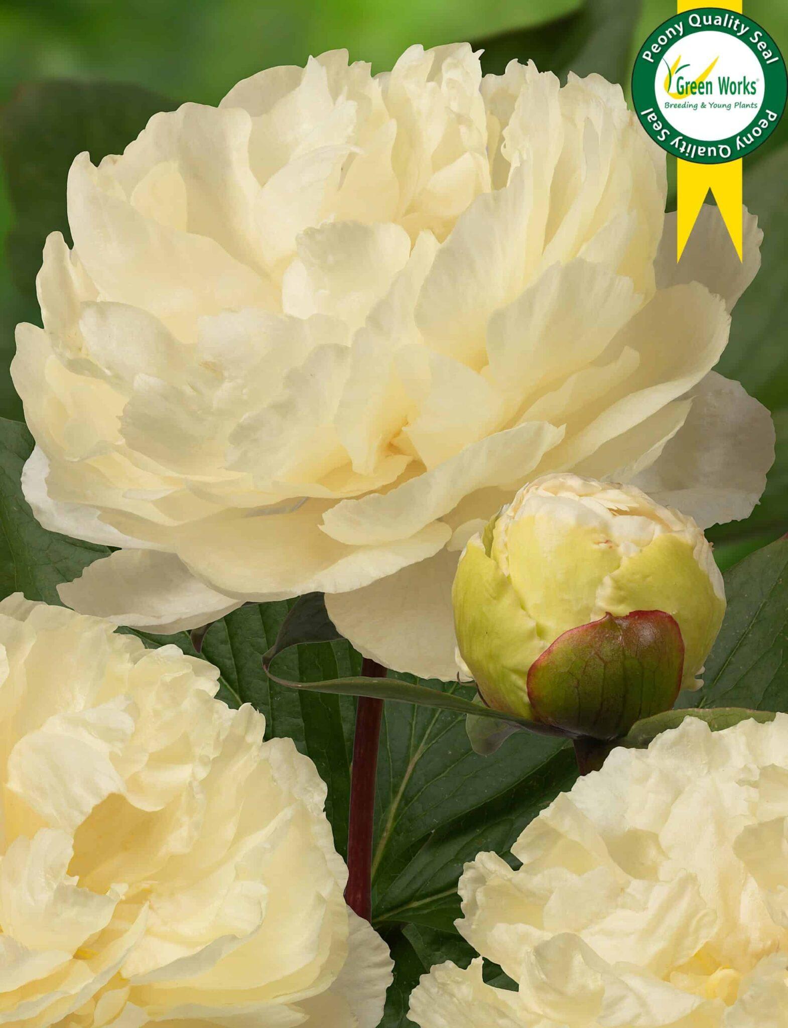 Peony Alertie (Very early) - Green Works - Specialist in Peonies