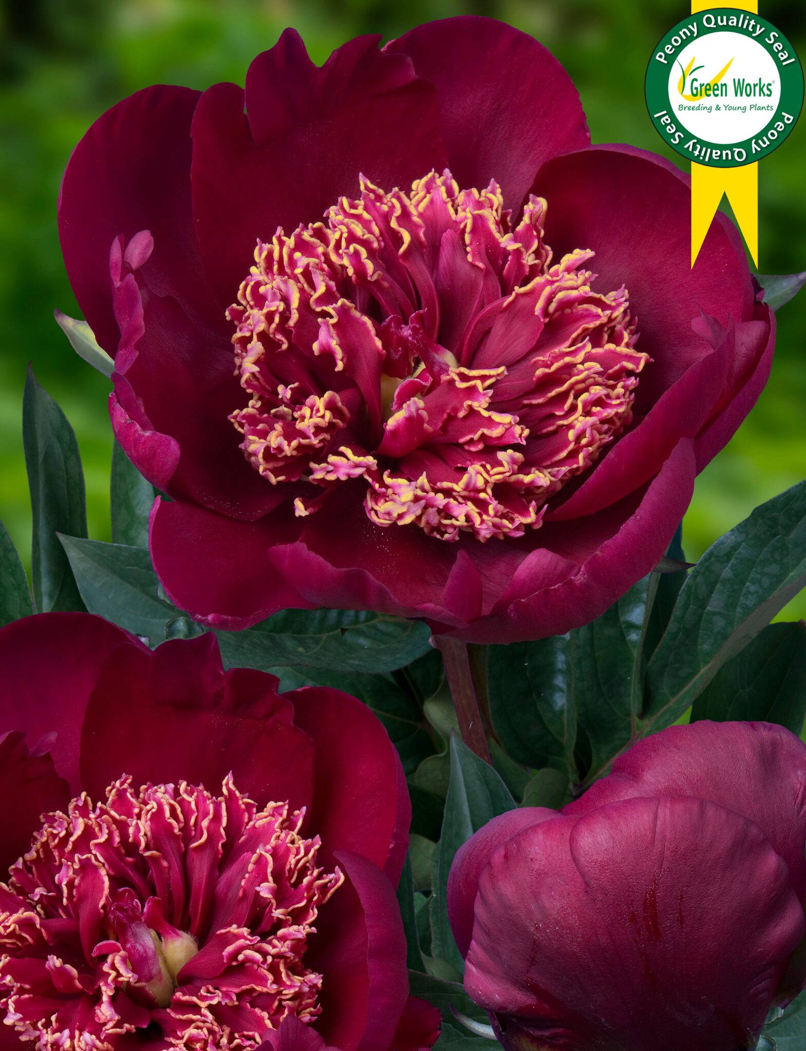 Peony Sword Dance (Late) - Green Works - Specialist in Peonies