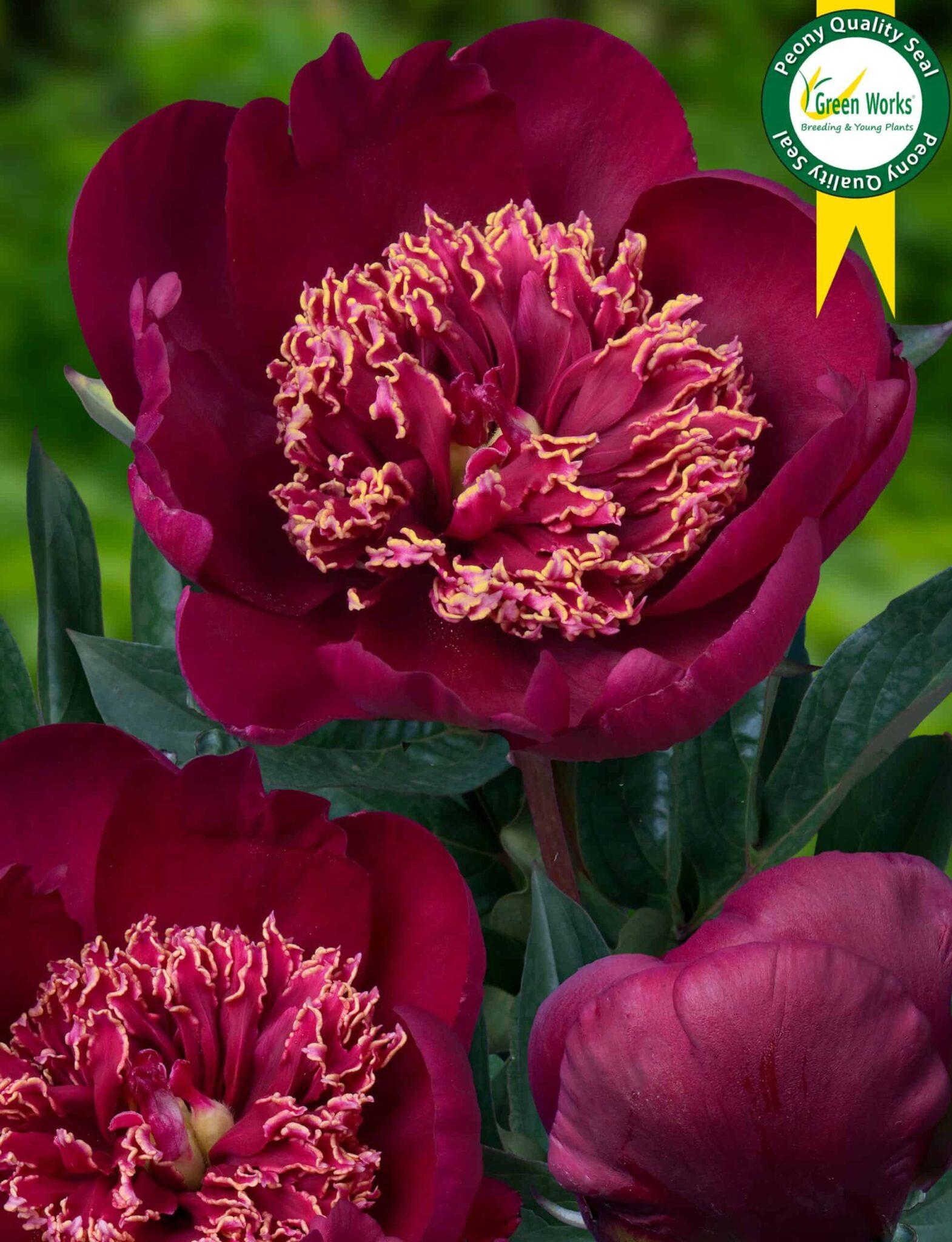 Peony Red Red Rose (Early) - Green Works - Specialist in Peonies