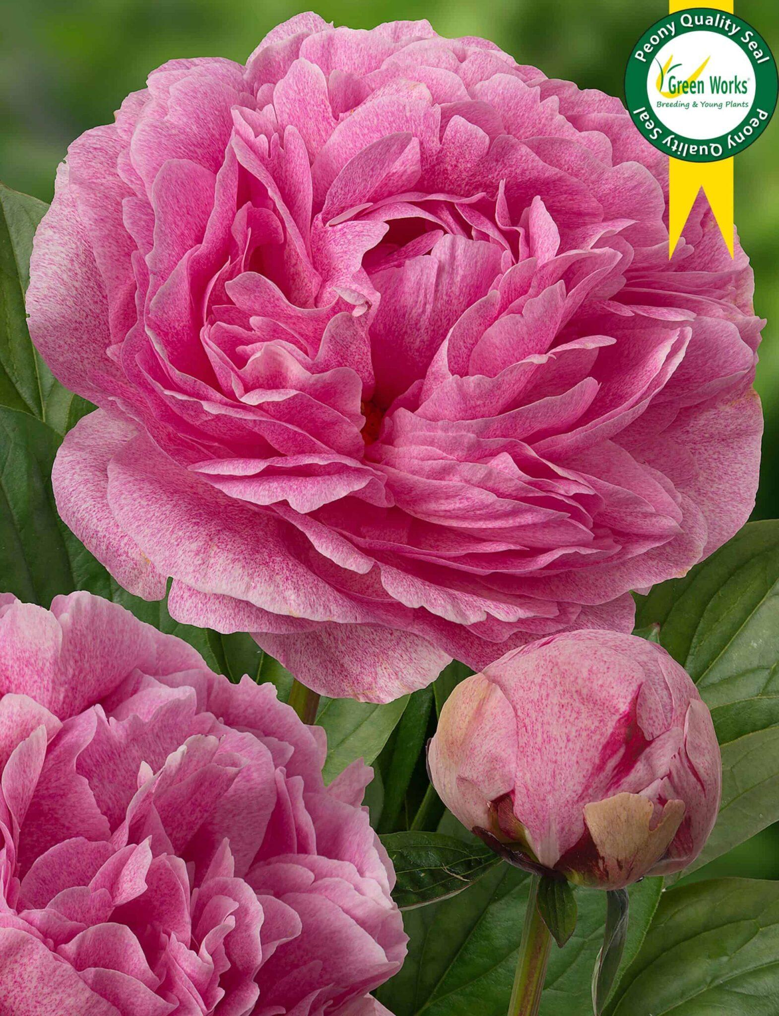 Peony Alertie (Very early) - Green Works - Specialist in Peonies