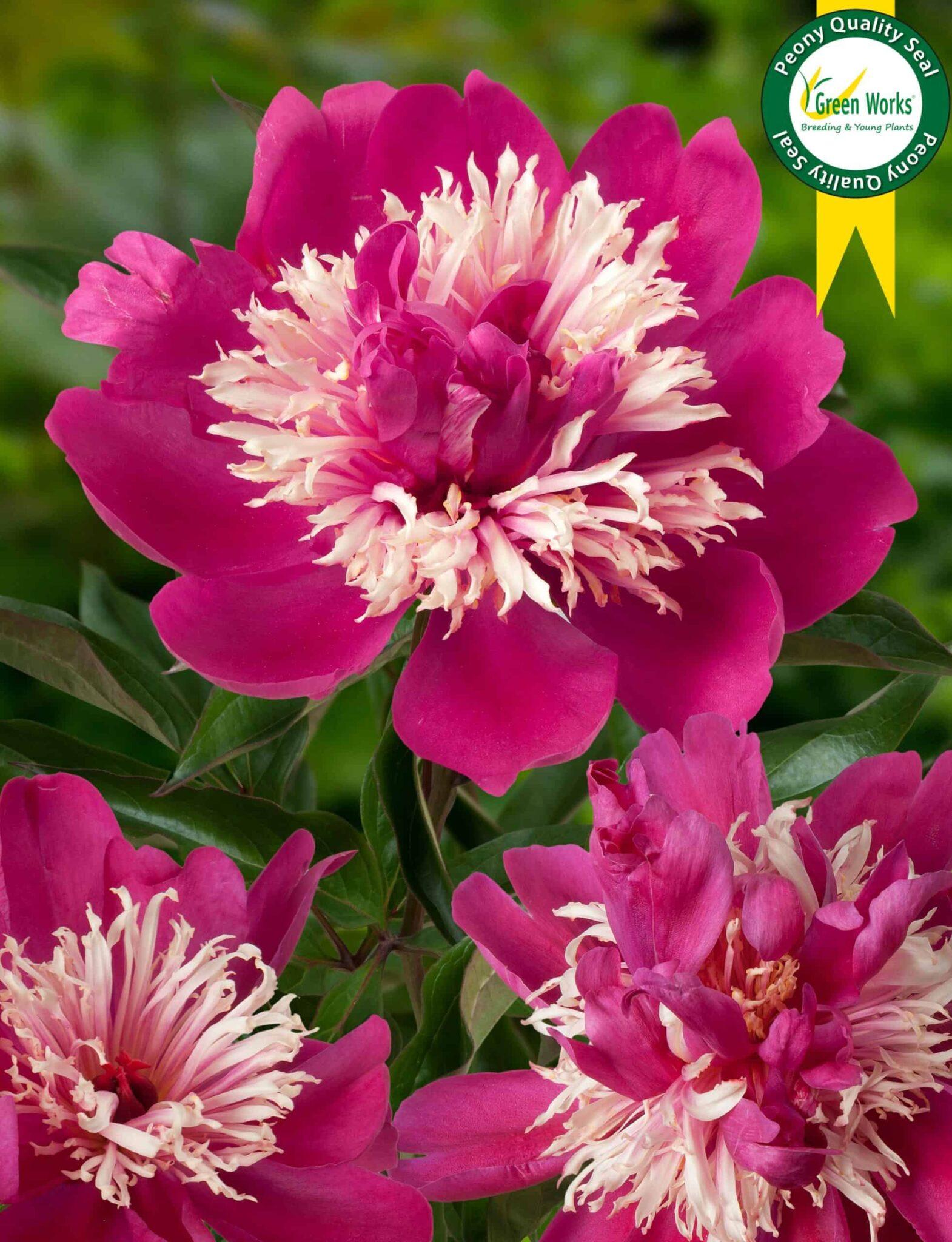 Peony Red Red Rose (Early) - Green Works - Specialist in Peonies