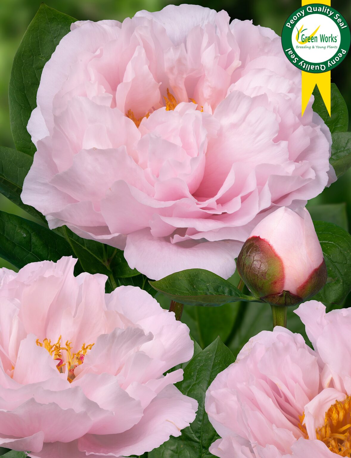 Peony Blushing Princess (Very early) - Green Works - Specialist in Peonies