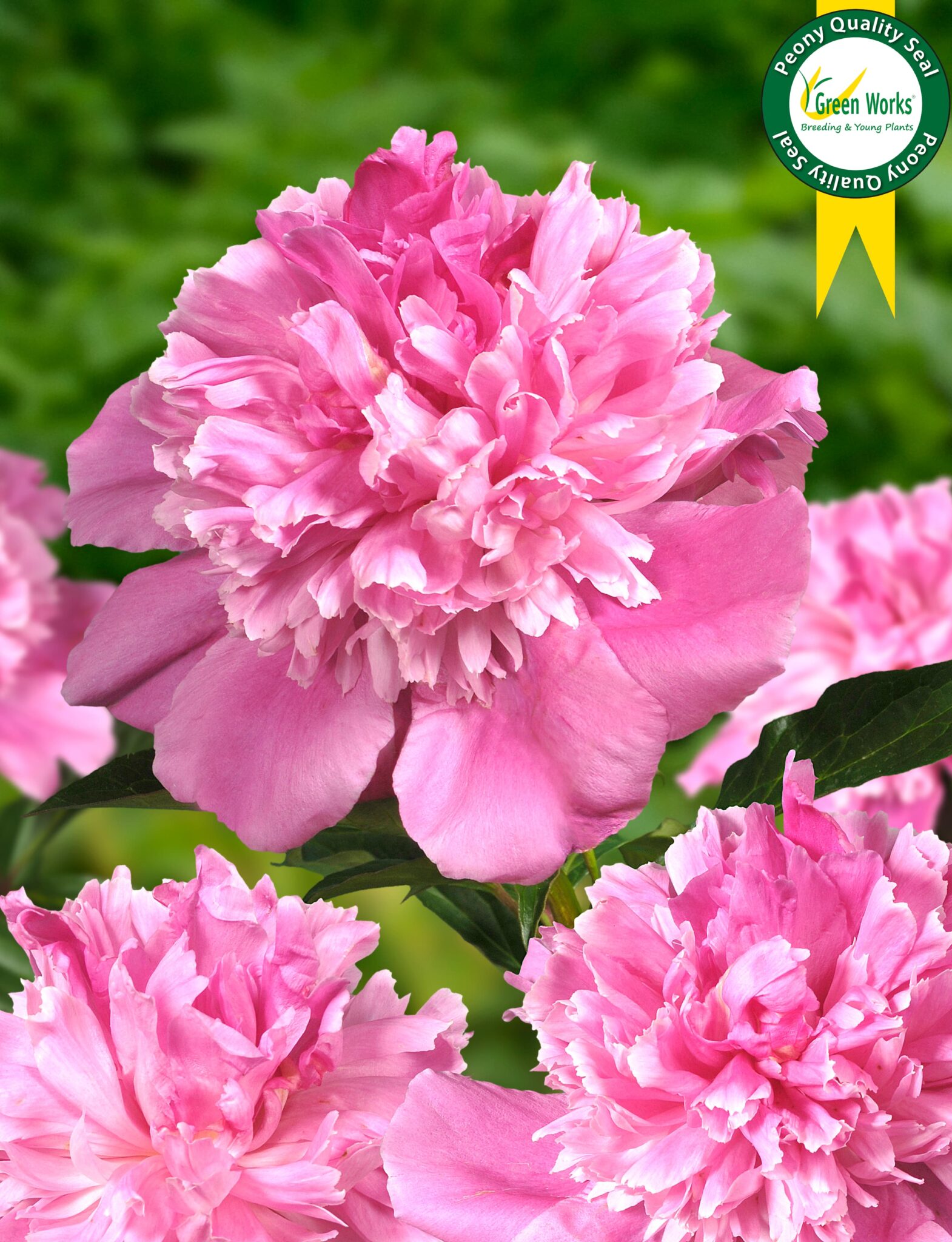 Peony Bouquet Perfect (Early - mid.) - Green Works - Specialist in Peonies