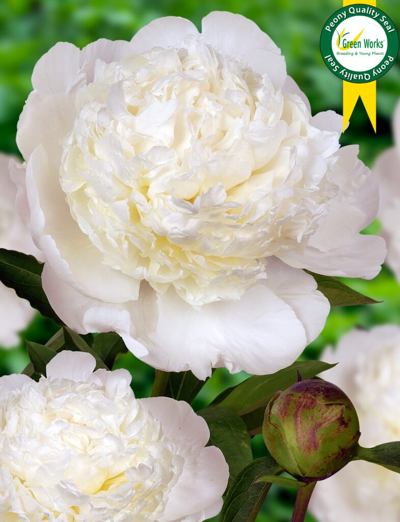 Peony Bowl of Cream (Early - mid.) - Green Works - Specialist in Peonies