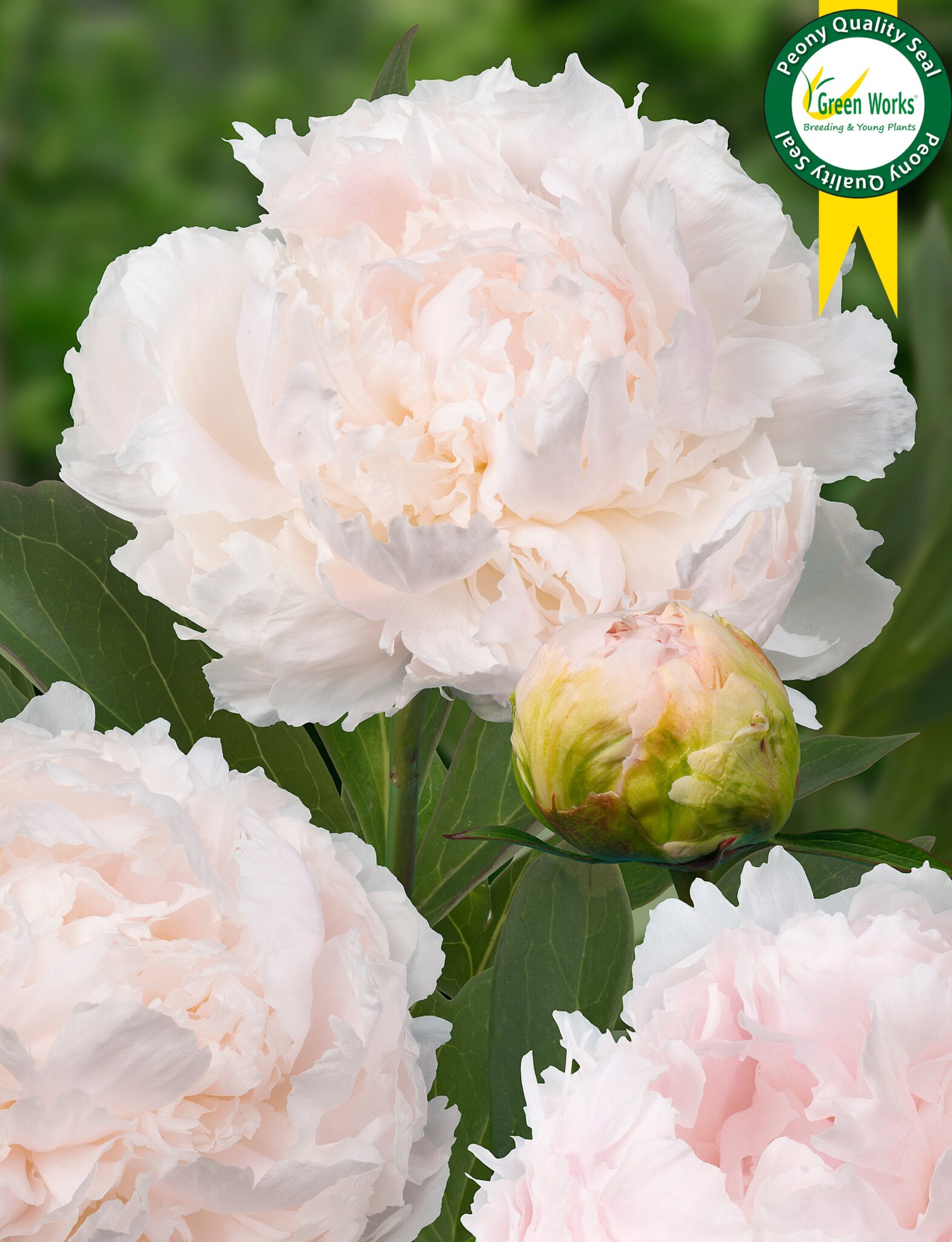 Peony Brother Chuck (Late) - Green Works - Specialist in Peonies