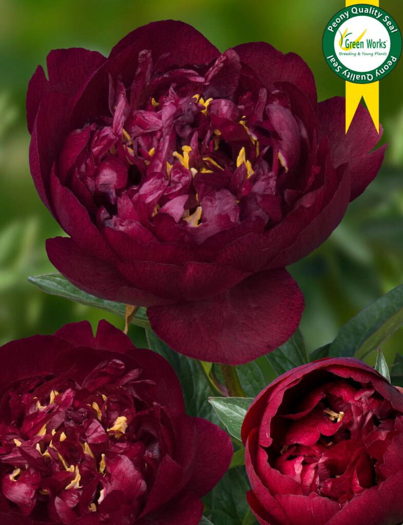 Peony Buckeye Belle (Early) - Green Works - Specialist in Peonies