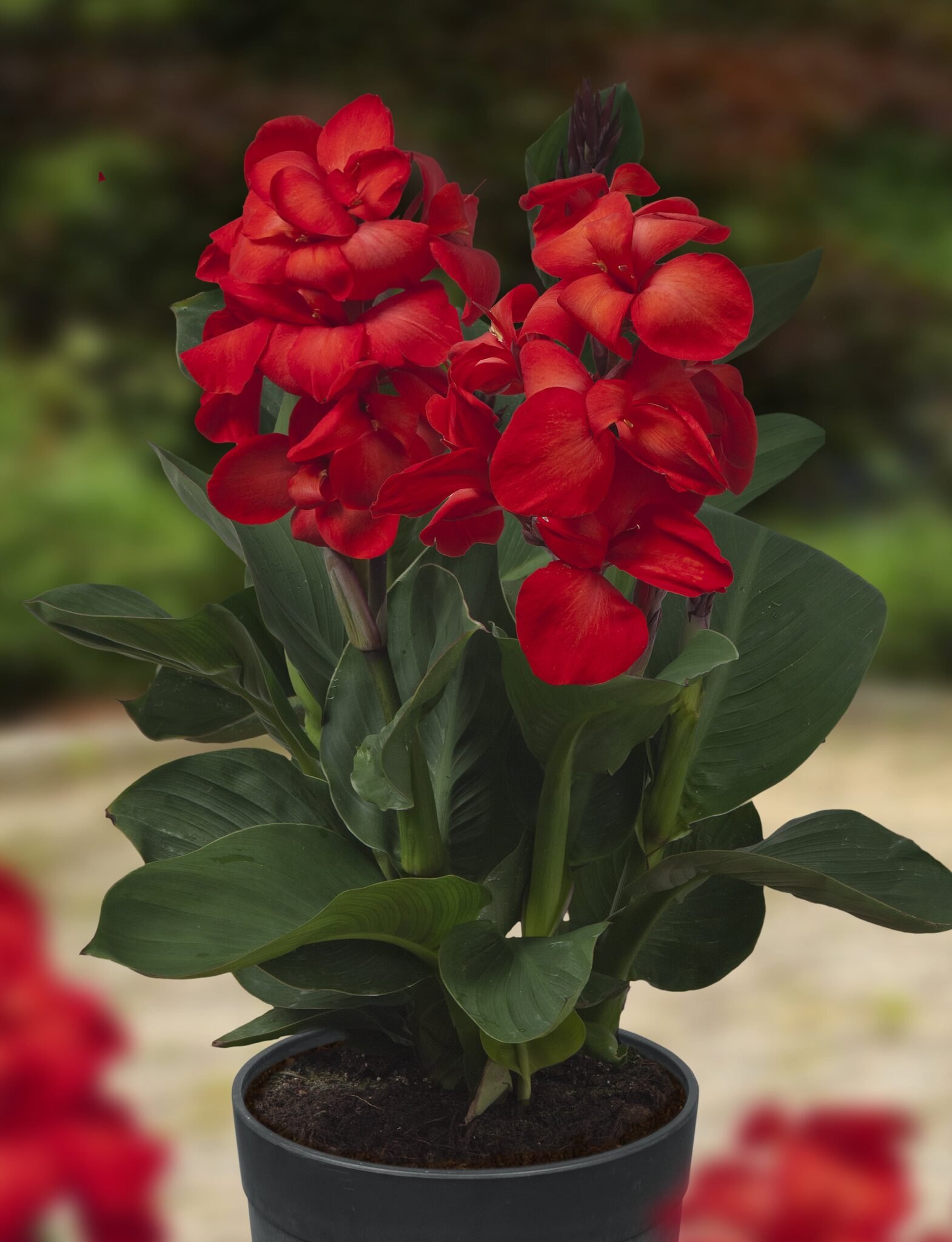 Pot Plants - Green Works - Specialist in Pot Plants