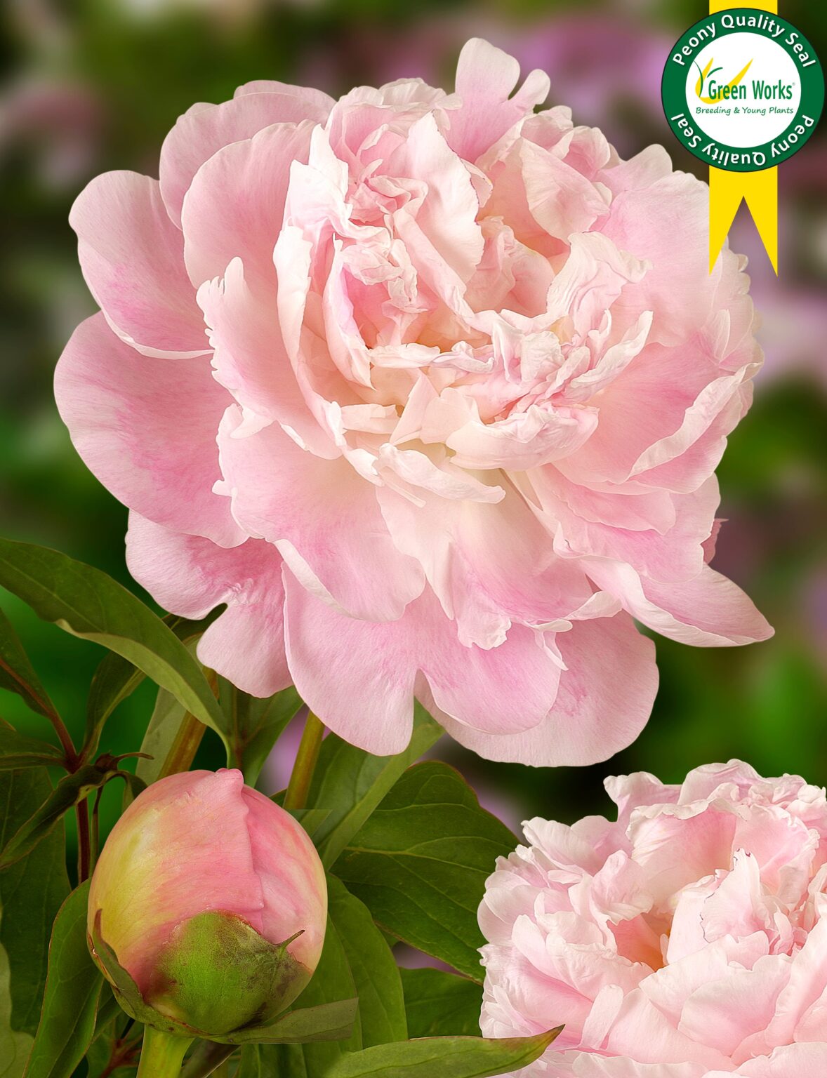 Peony Catharina Fontijn (Mid.) - Green Works - Specialist in Peonies