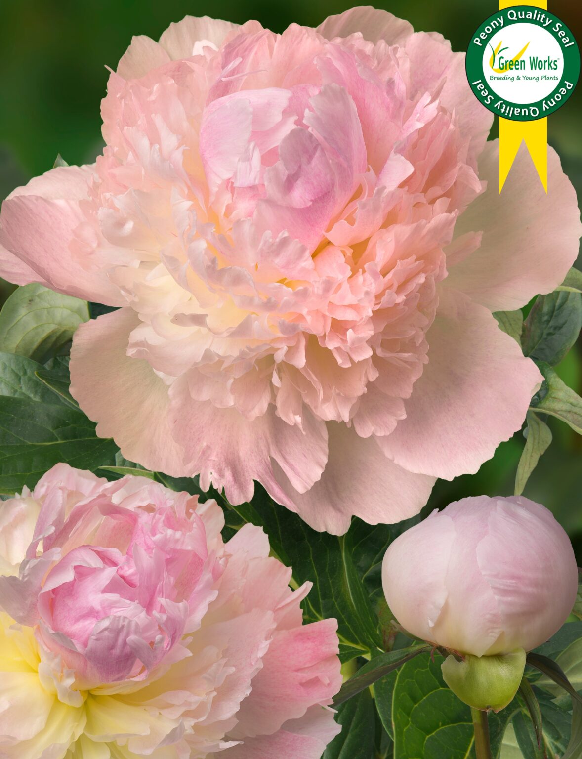 Peony Chiffon Parfait (Early - mid.) - Green Works - Specialist in Peonies