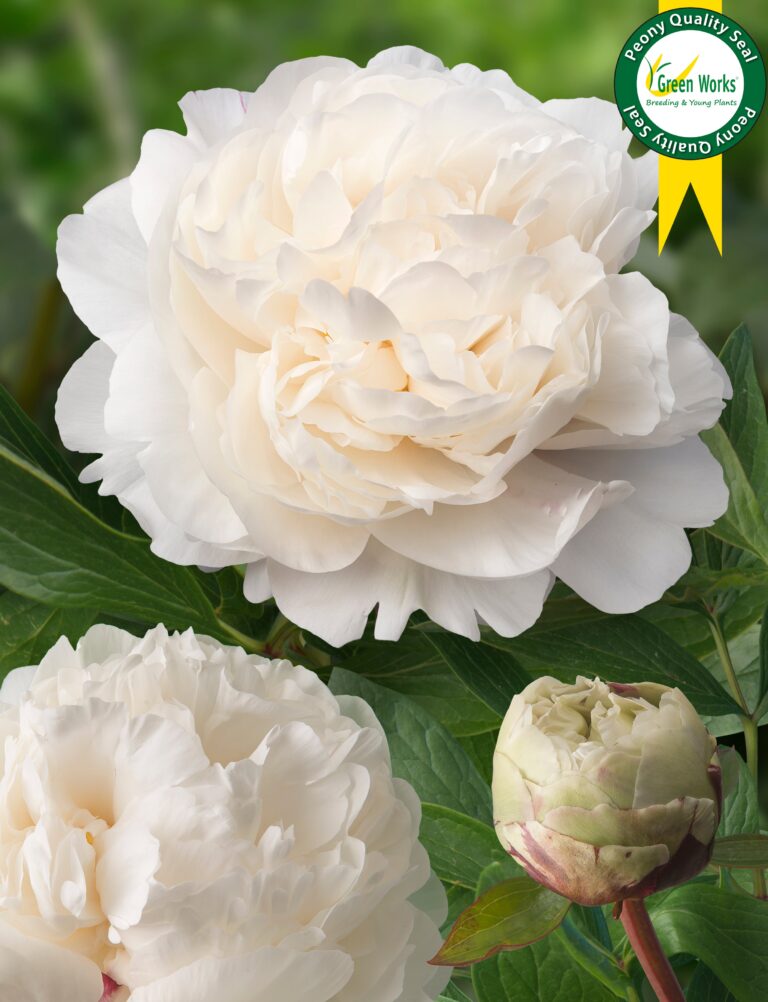 Peony Class Act (Mid.) - Green Works - Specialist in Peonies