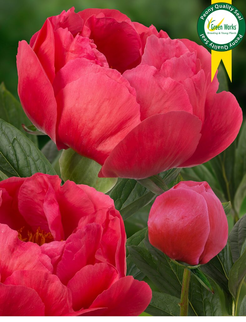 Peony Coral Magic (Early) - Green Works - Specialist in Peonies