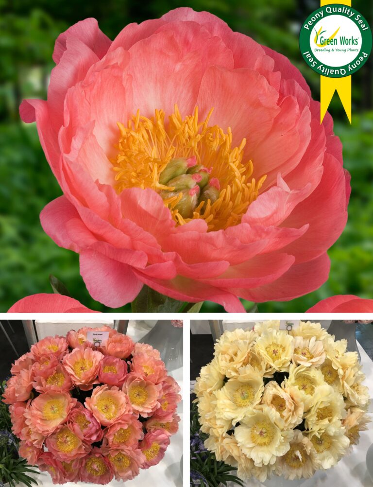 Peony Coral Sunset (Early) - Green Works - Specialist in Peonies