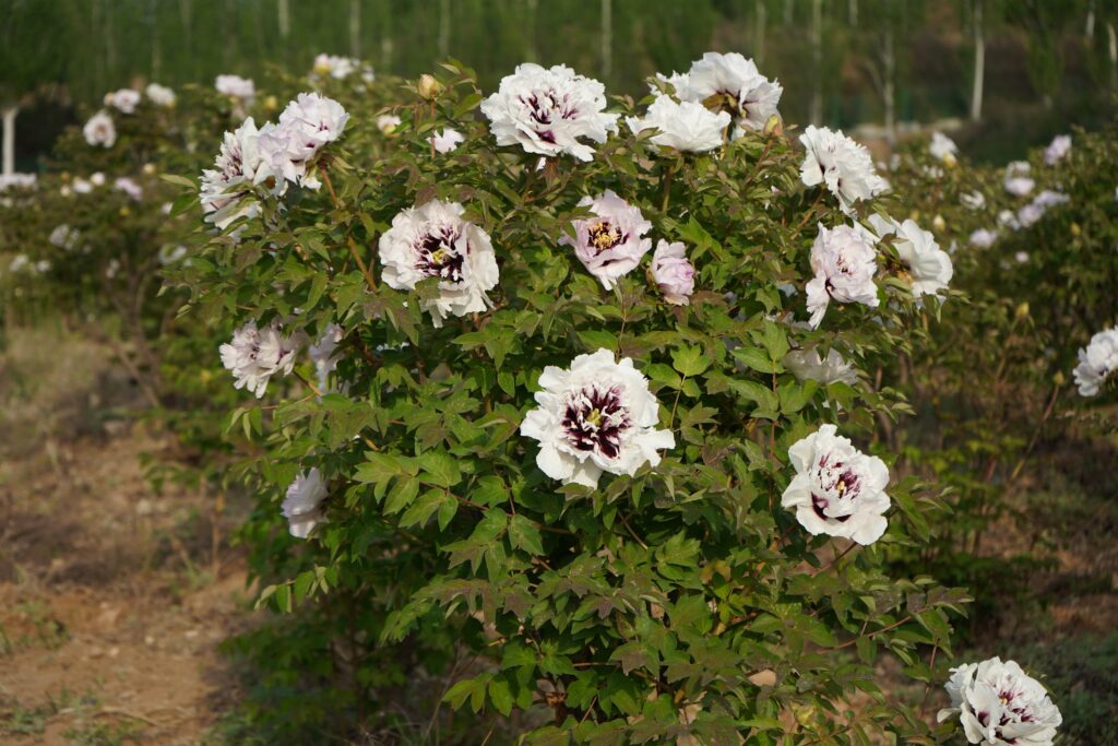 Rockii-Flare Eagle Wings (Jing Yu Tian Cheng) - Green Works ...