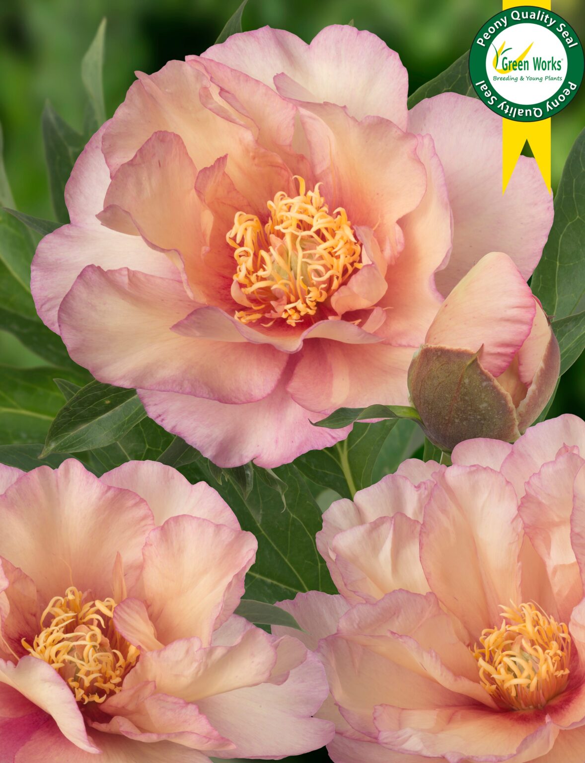 itoh Peony Scrumdidleumptious (Very early) - Green Works - Specialist ...