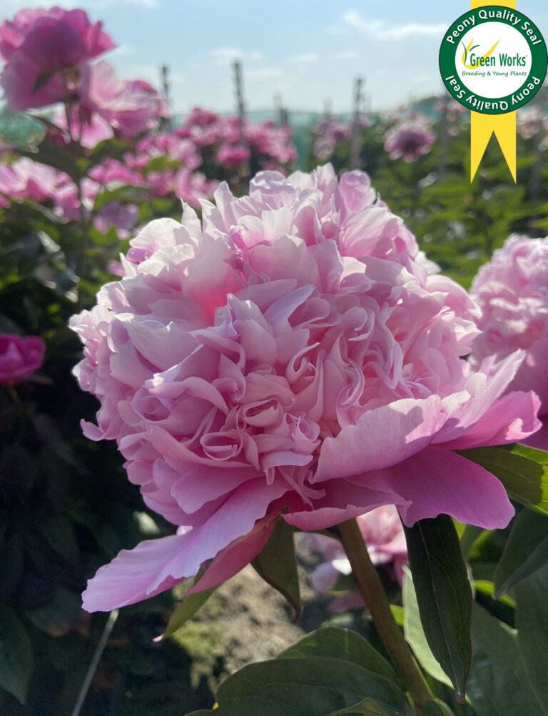 Peony Lady Anna (Mid.) - Green Works - Specialist in Peonies