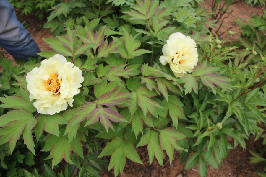 Lutea High Noon - Green Works - Specialist in Peonies