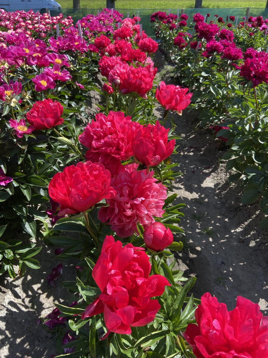 Peony Belgravia (Early) - Green Works - Specialist in Peonies