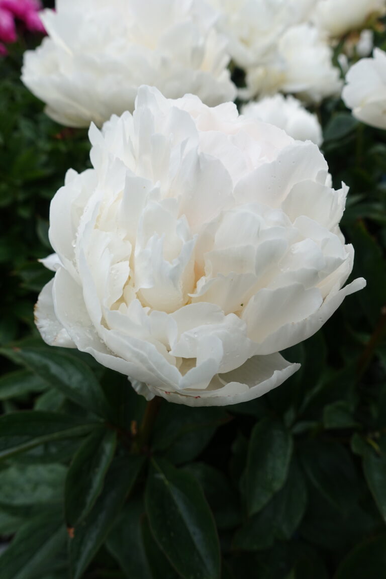 Peony Blush Queen (Mid.) - Green Works - Specialist in Peonies
