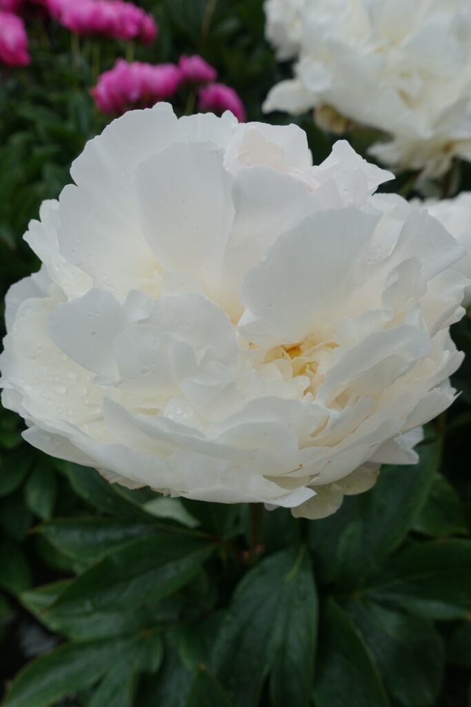 Peony Blush Queen (Mid.) - Green Works - Specialist in Peonies