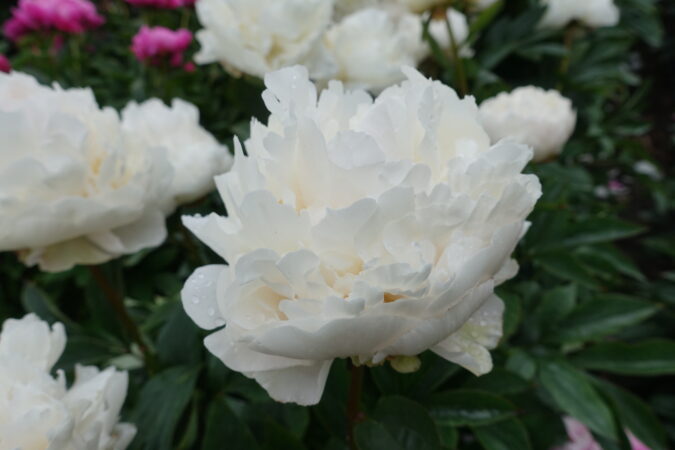 Peony Blush Queen (Mid.) - Green Works - Specialist in Peonies