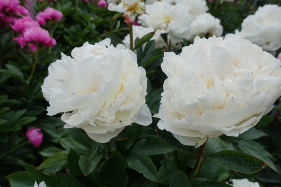 Peony Blush Queen (Mid.) - Green Works - Specialist in Peonies