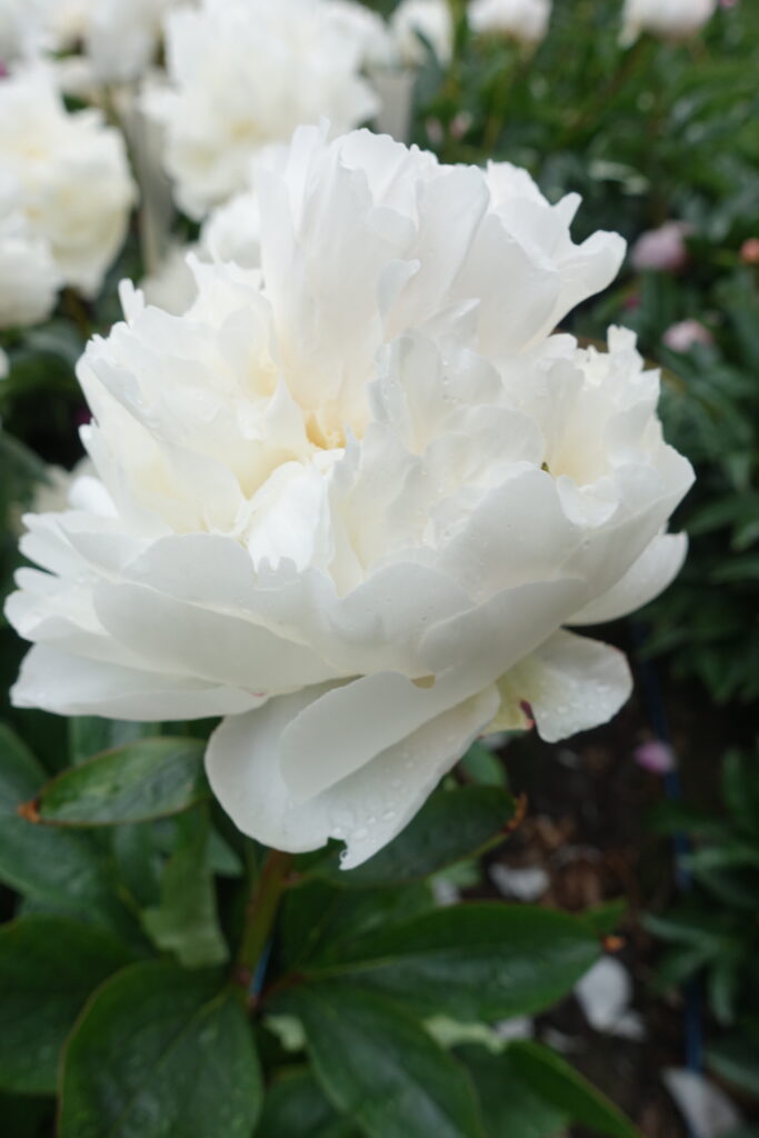 Peony Blush Queen (Mid.) - Green Works - Specialist in Peonies