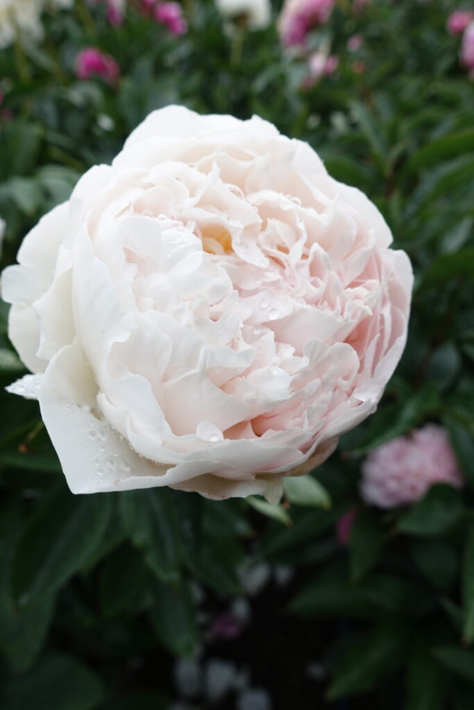 Peony Blush Queen (Mid.) - Green Works - Specialist in Peonies