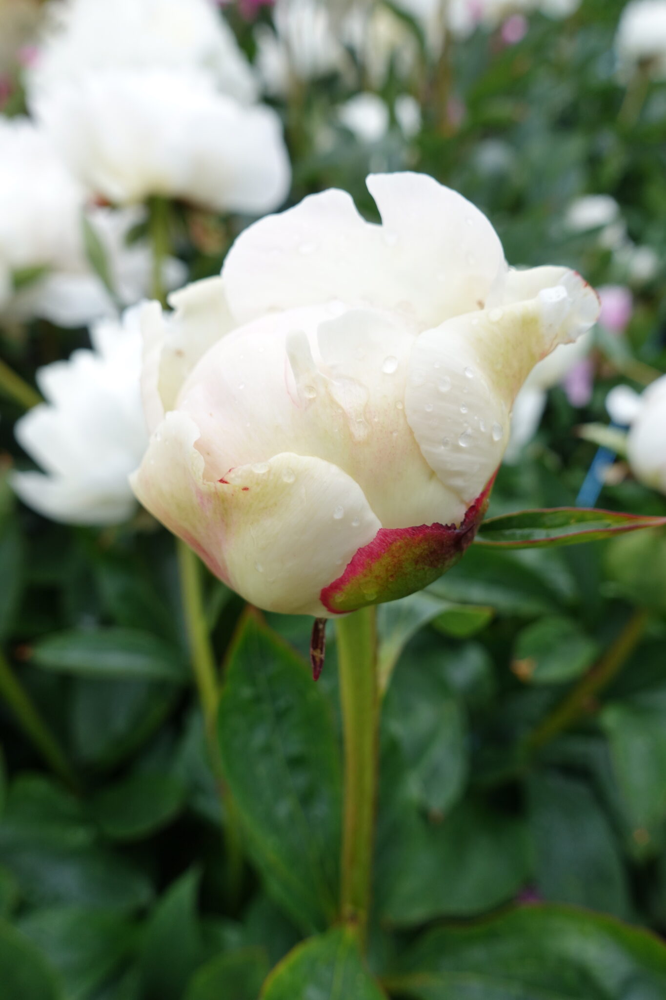 Peony Blush Queen (Mid.) - Green Works - Specialist in Peonies