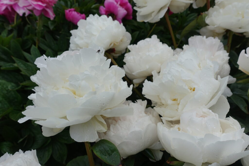 Peony Blush Queen (Mid.) - Green Works - Specialist in Peonies