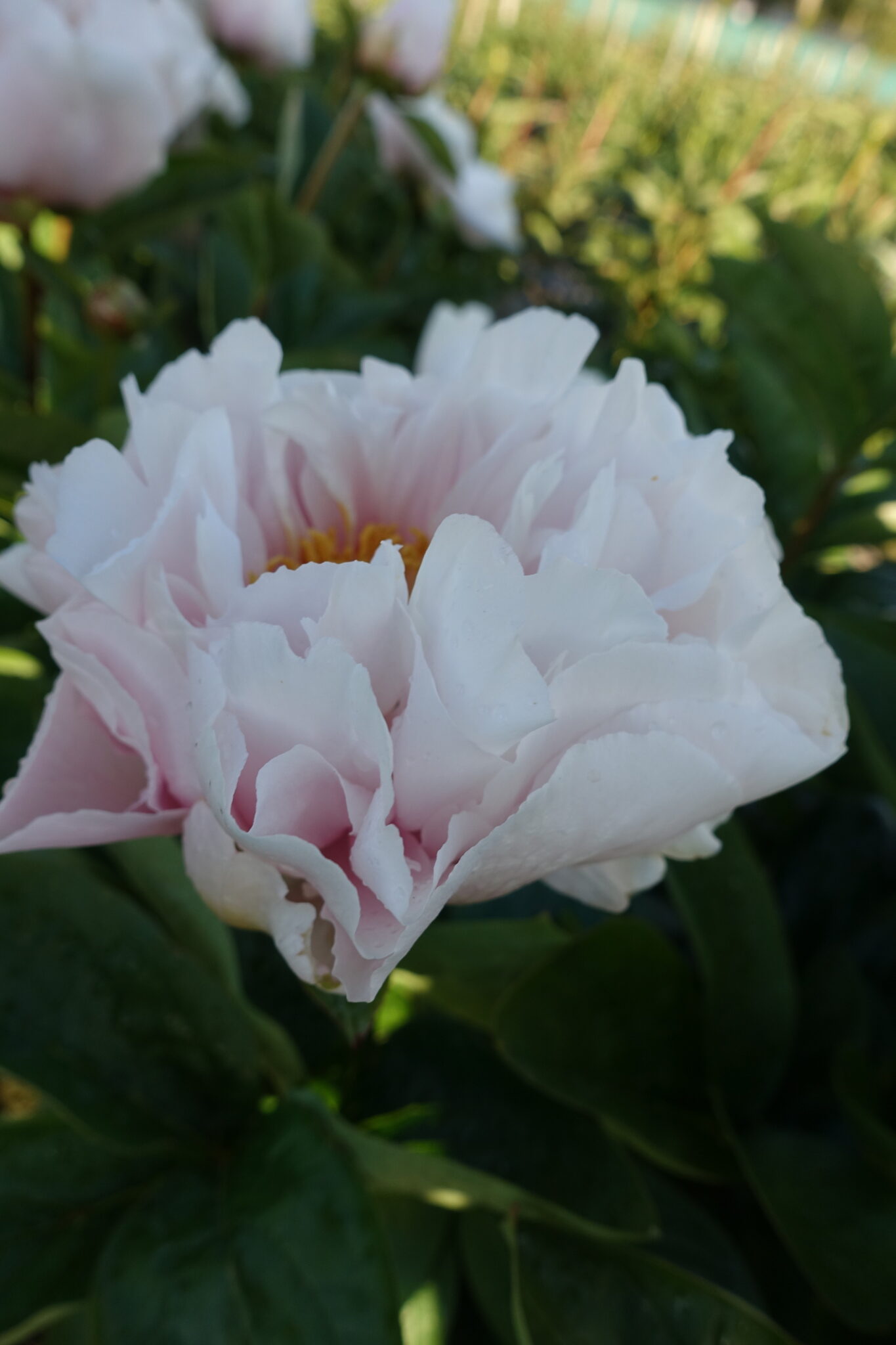 Peony Blushing Princess (Very early) - Green Works - Specialist in Peonies