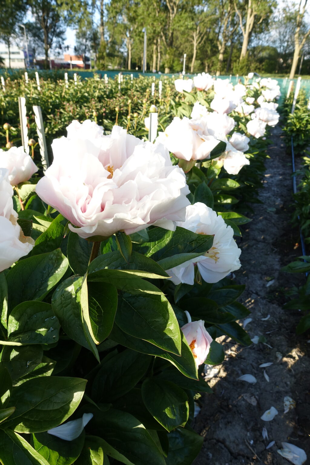 Peony Blushing Princess (Very early) - Green Works - Specialist in Peonies