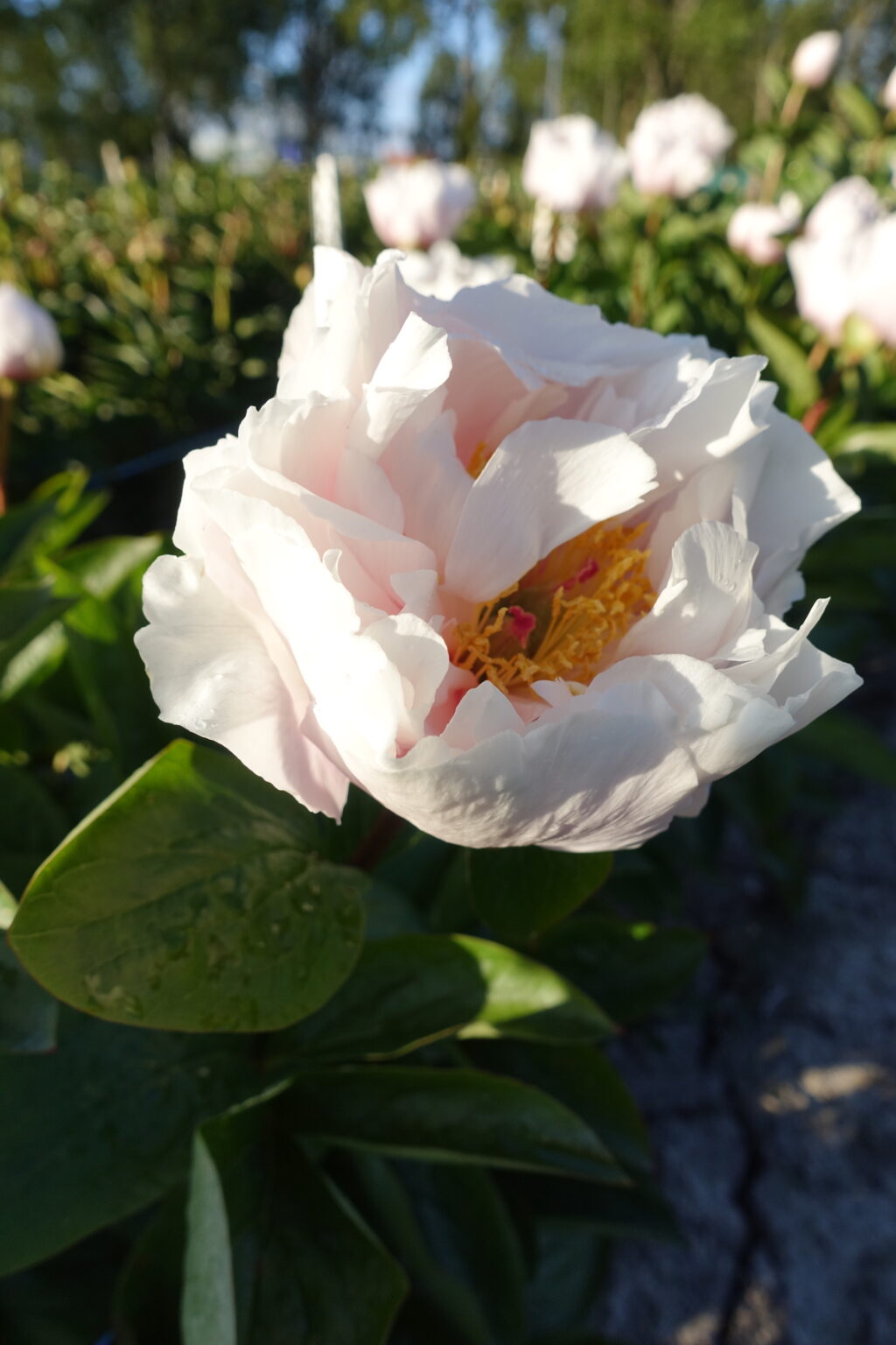 Peony Blushing Princess (Very early) - Green Works - Specialist in Peonies