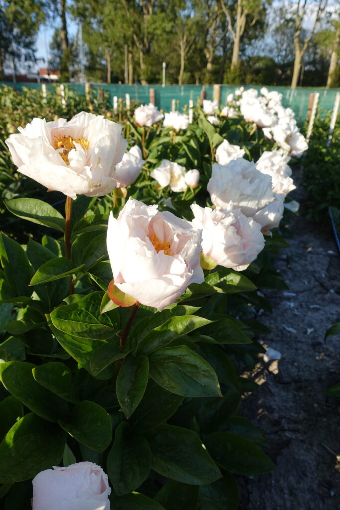 Peony Blushing Princess (Very early) - Green Works - Specialist in Peonies
