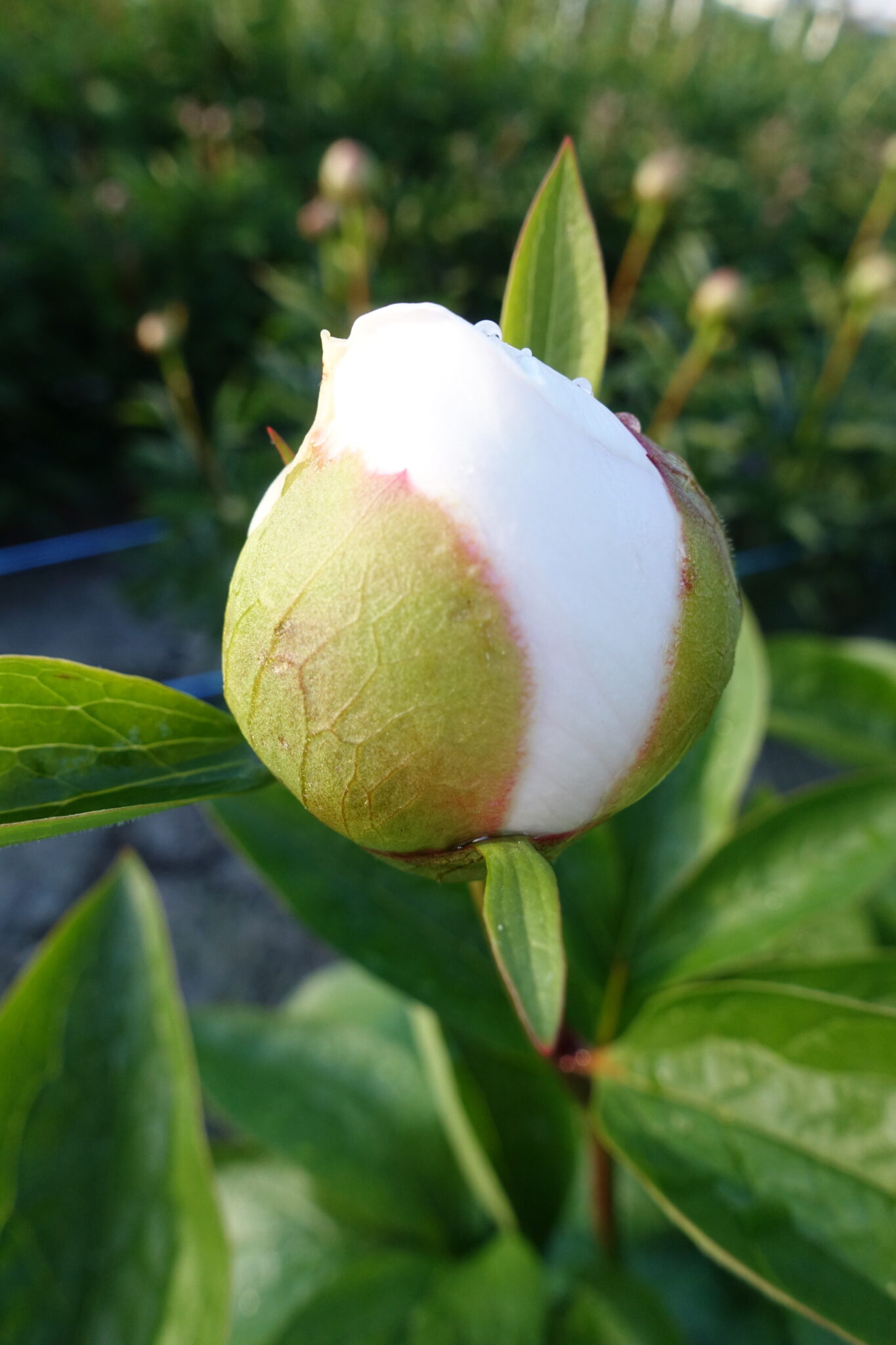 Peony Blushing Princess (Very early) - Green Works - Specialist in Peonies