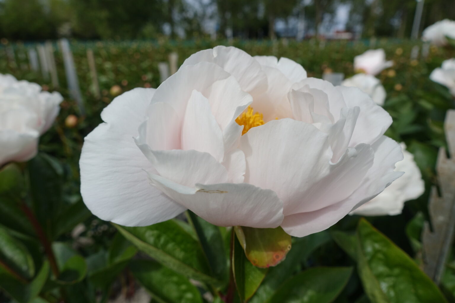 Peony Blushing Princess (Very early) - Green Works - Specialist in Peonies